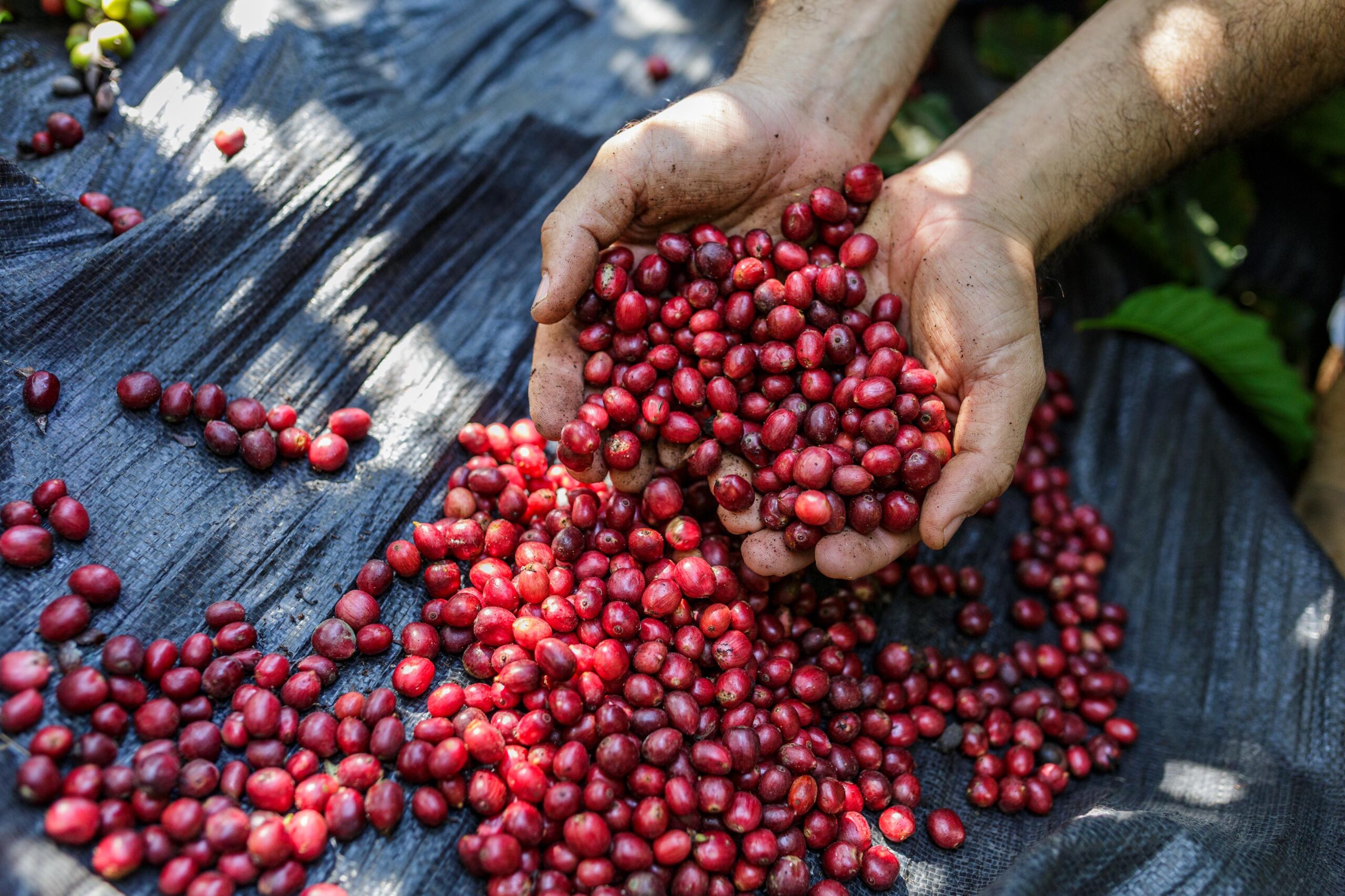 Valor Bruto da Produção dos Cafés do Brasil cresce 170% de 2016 a 2025 ...